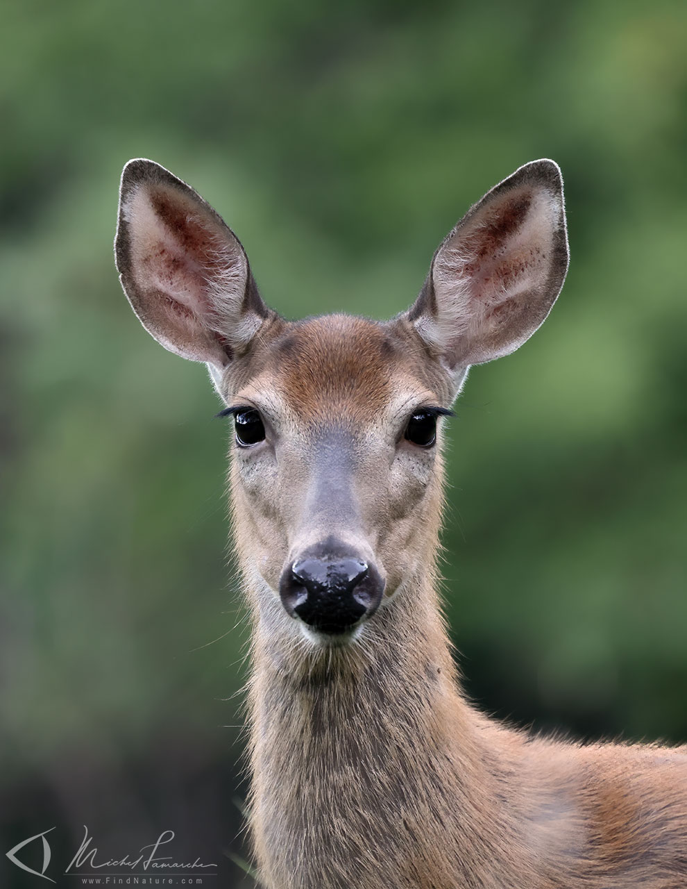 FindNature.com - Photos - Cerf de Virginie, White-tailed Deer - Michel ...