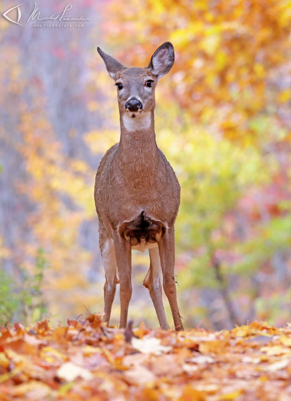 FindNature.com - Photos - Cerf de Virginie, White-tailed Deer - Michel ...
