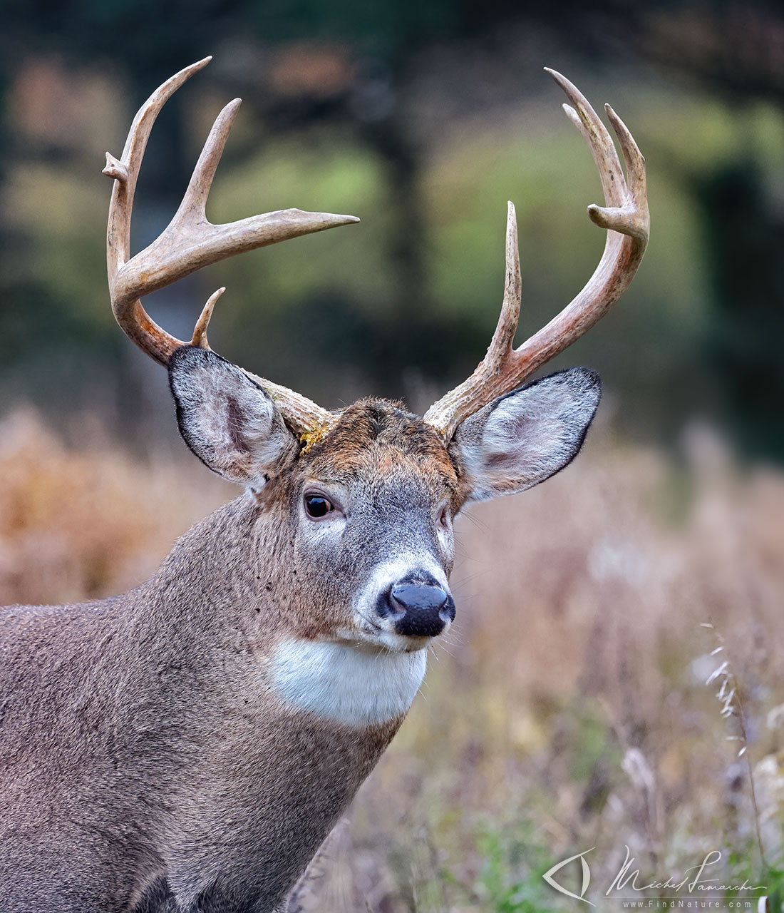 FindNature.com - Photos - Cerf de Virginie, White-tailed Deer - Michel ...