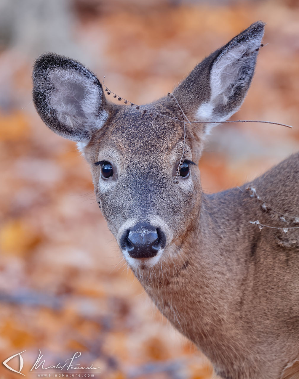 FindNature.com - Photos - Cerf de Virginie, White-tailed Deer - Michel ...