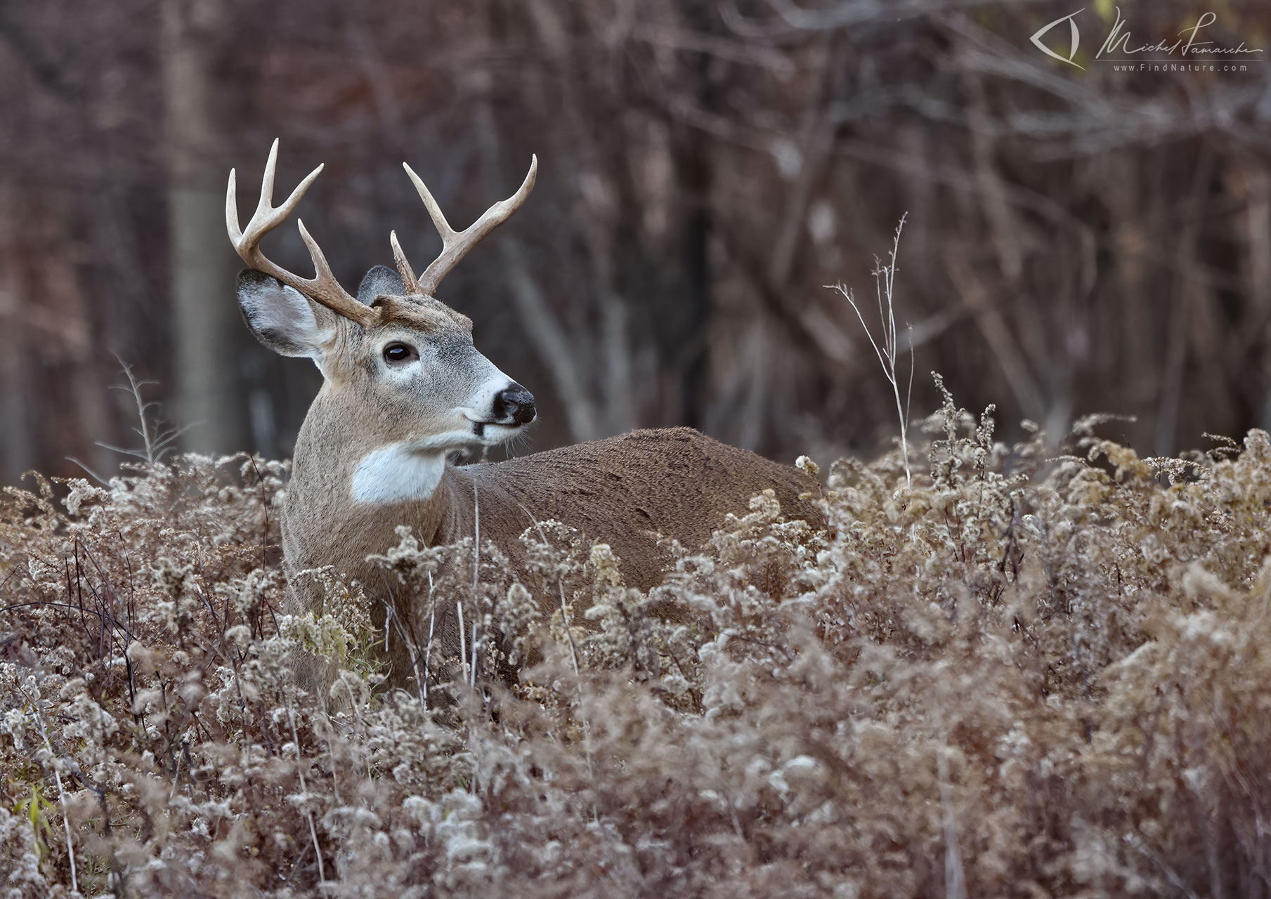 FindNature.com - Photos - Cerf de Virginie, White-tailed Deer - Michel ...