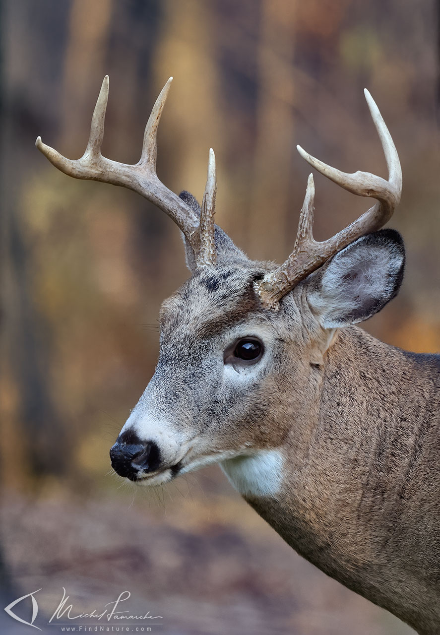 FindNature.com - Photos - Cerf de Virginie, White-tailed Deer - Michel ...