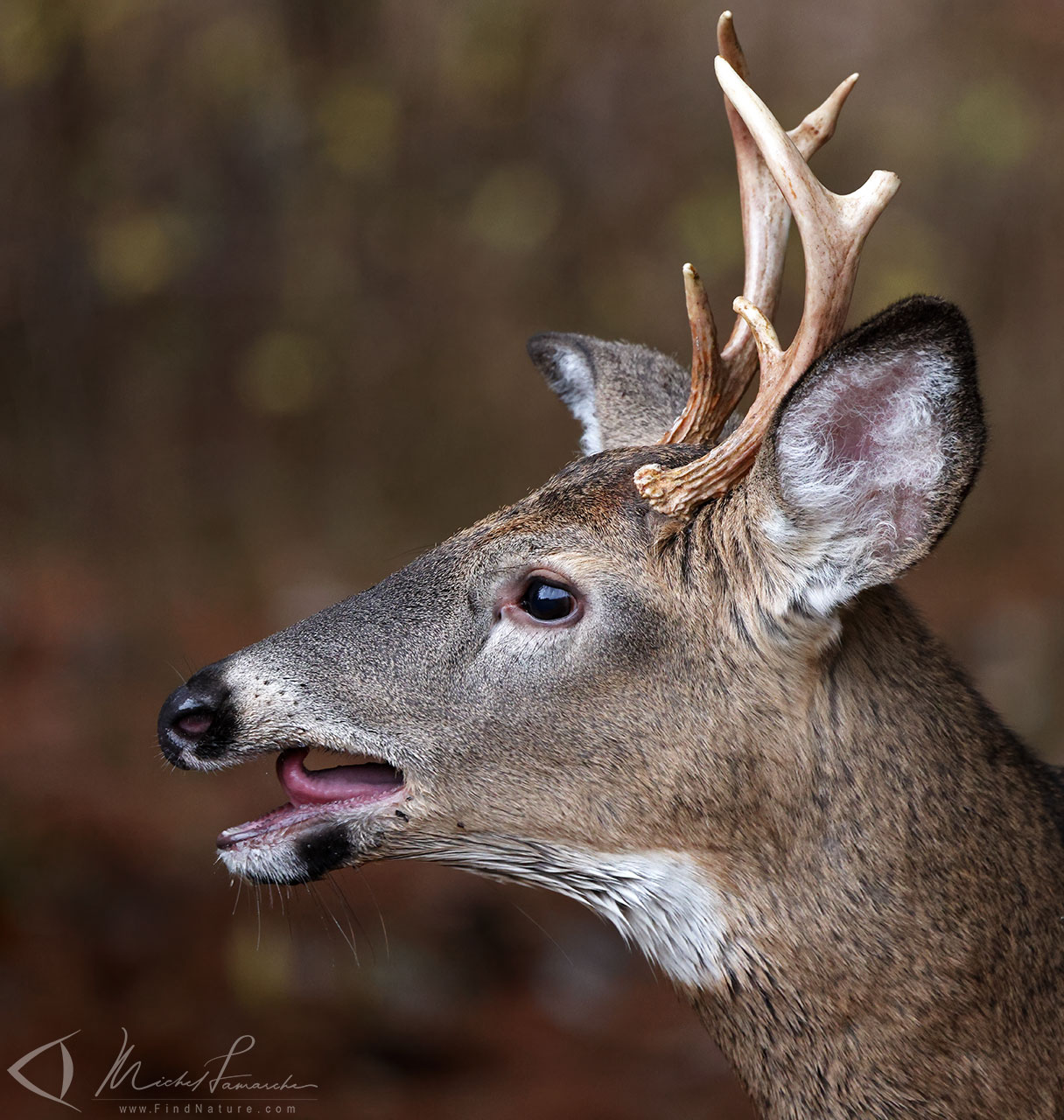 FindNature.com - Photos - Cerf de Virginie, White-tailed Deer - Michel ...