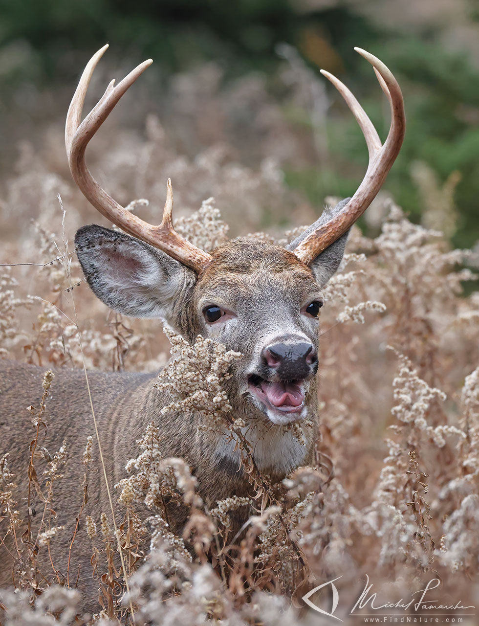 FindNature.com - Photos - Cerf de Virginie, White-tailed Deer - Michel ...