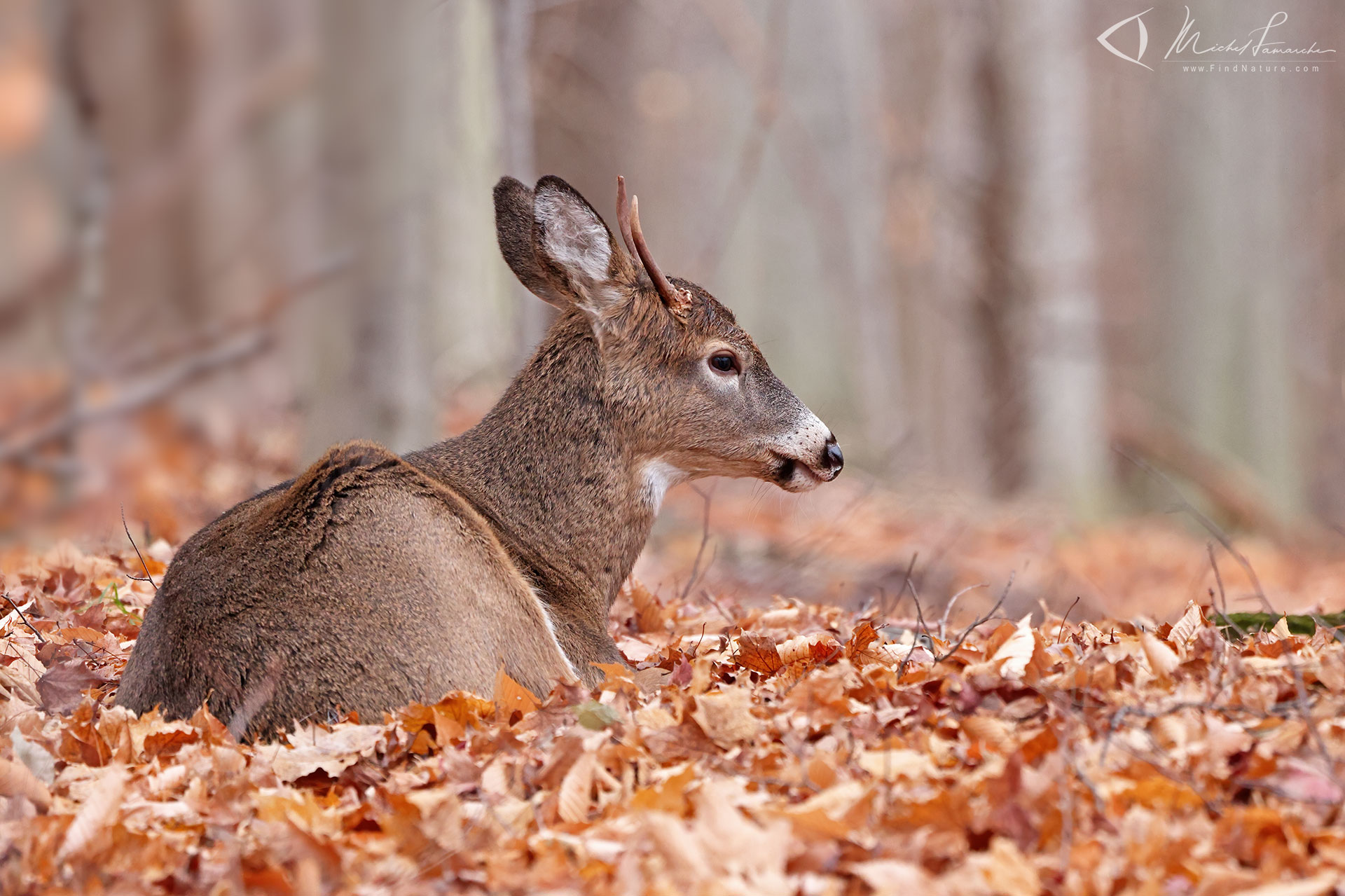 FindNature.com - Photos - Cerf de Virginie, White-tailed Deer - Michel ...