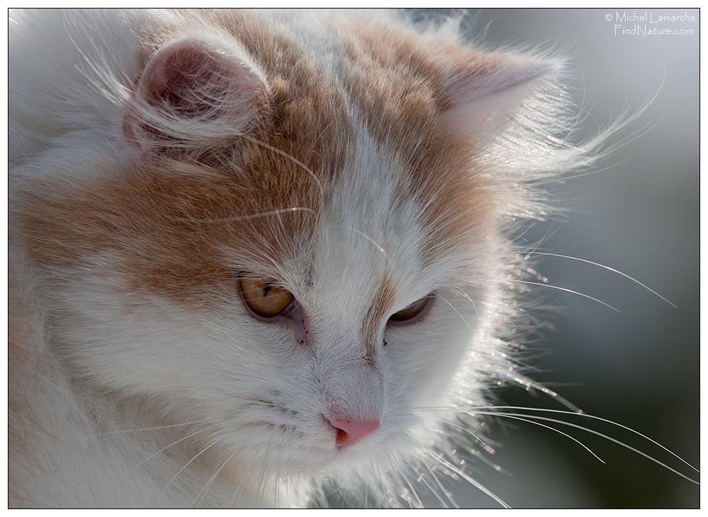 FindNature.com - Photos - Photos de chats...