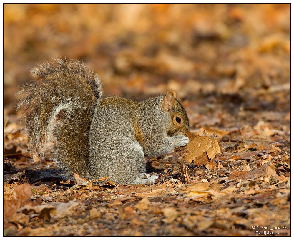 FindNature.com - Photos - Écureuil, Squirrel