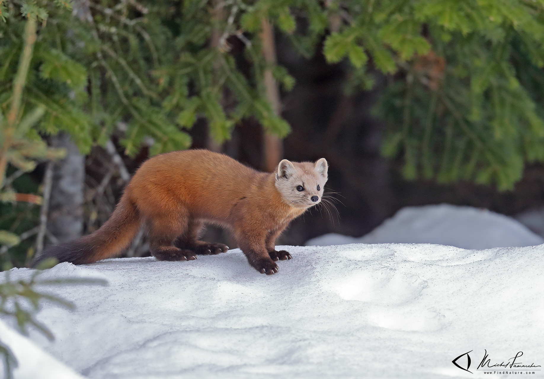 FindNature.com - Photos - Martre d'Amérique, American marten