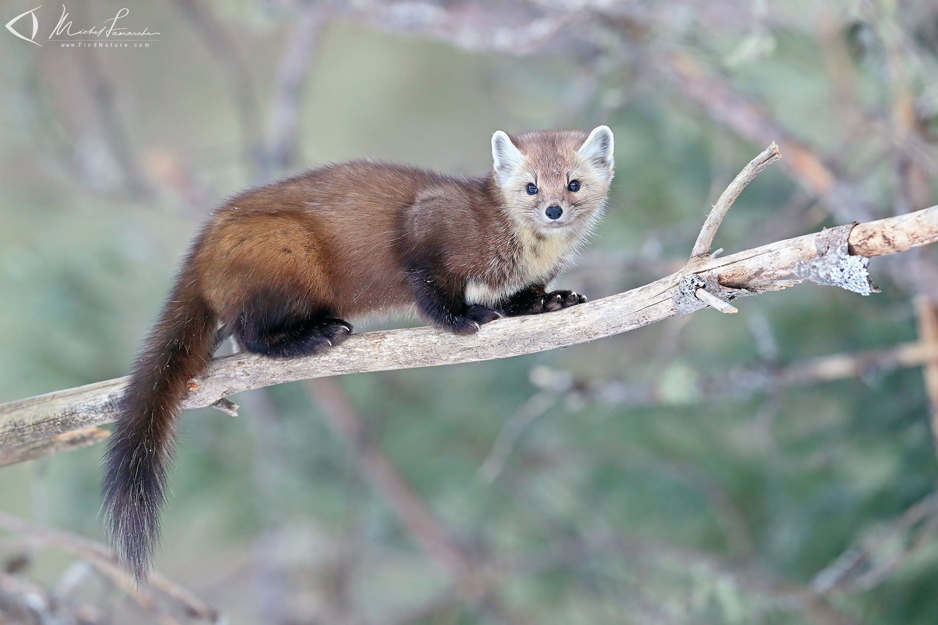 FindNature.com - Photos - Martre d'Amérique, American marten