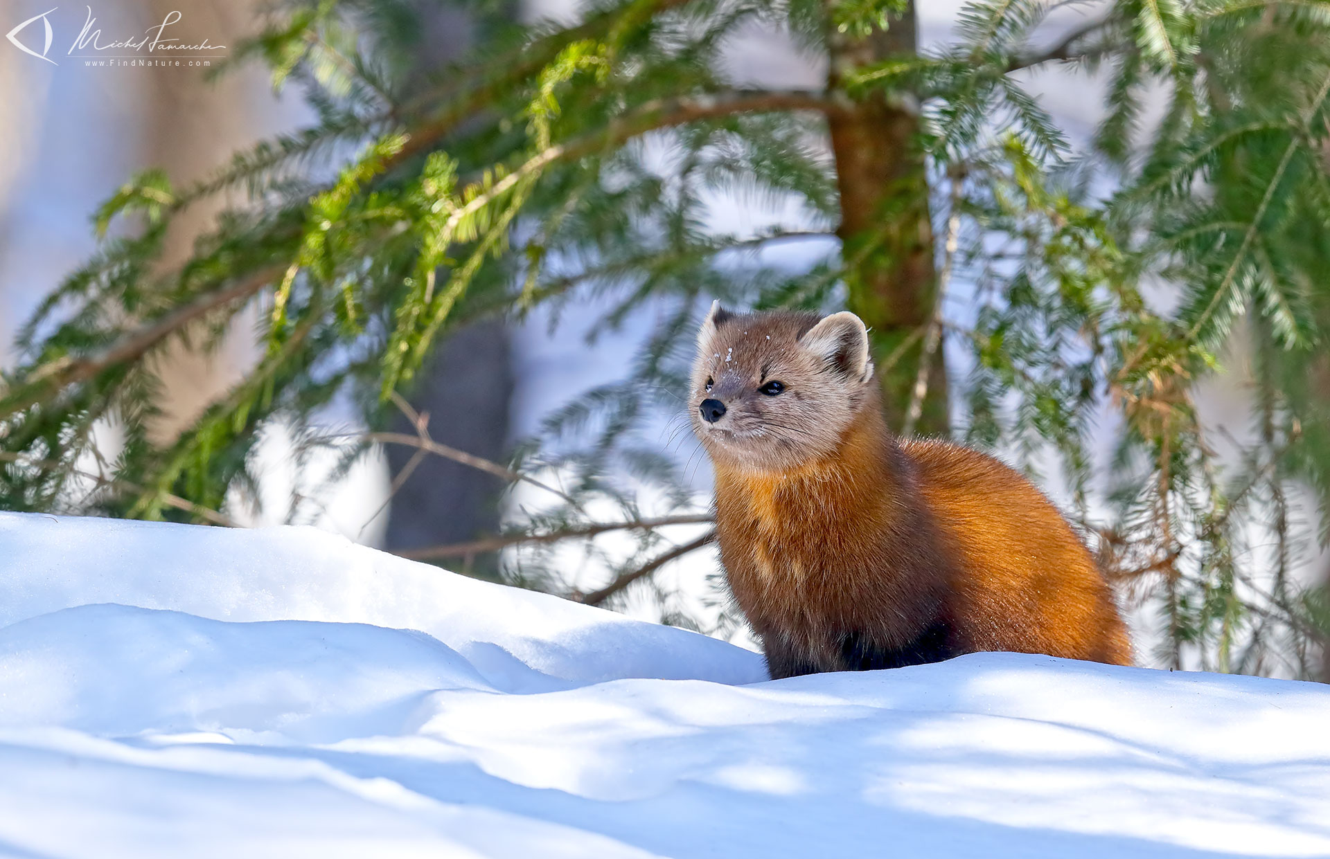 FindNature.com - Photos - Martre d'Amérique, American marten