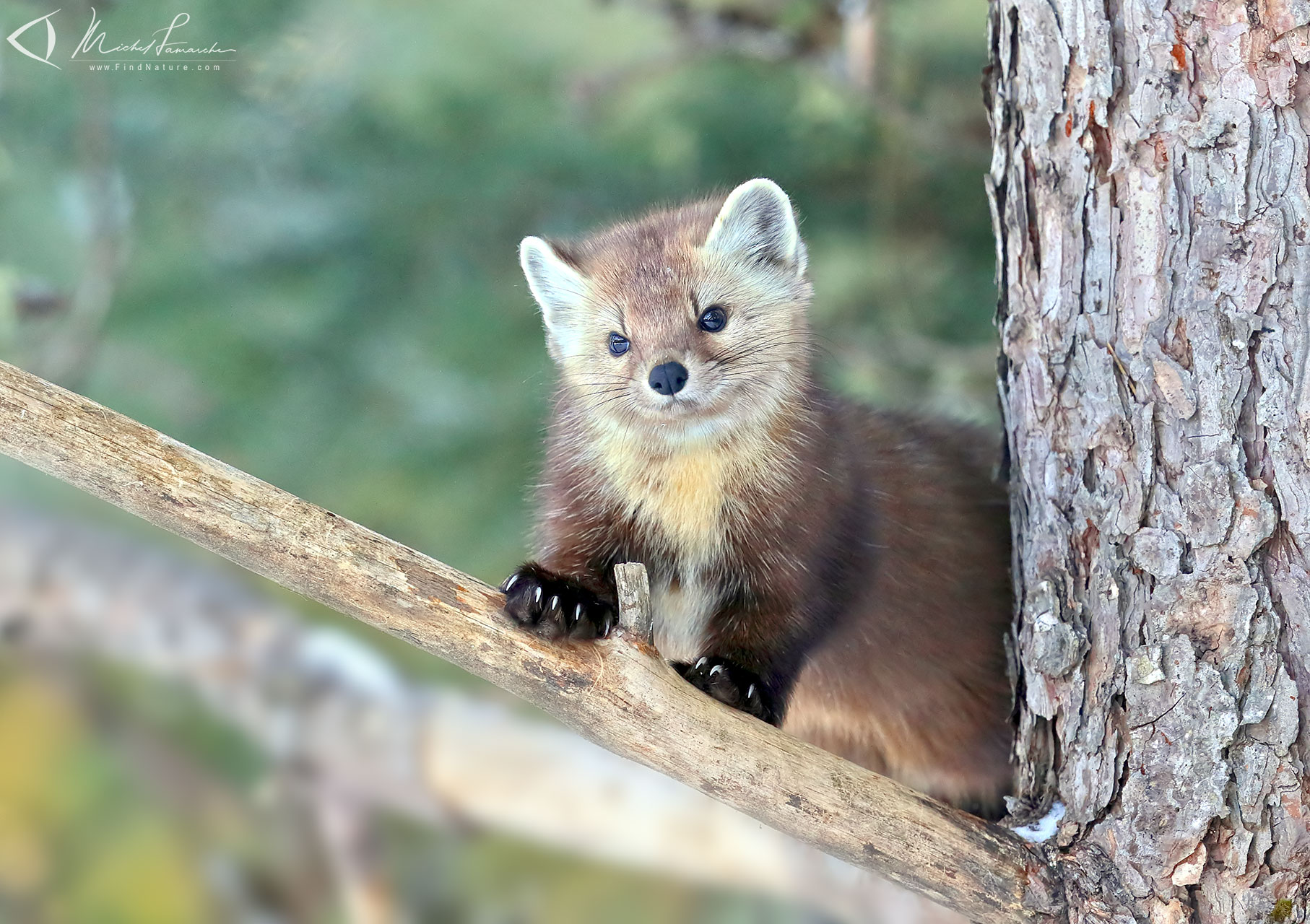 FindNature.com - Photos - Martre d'Amérique, American marten