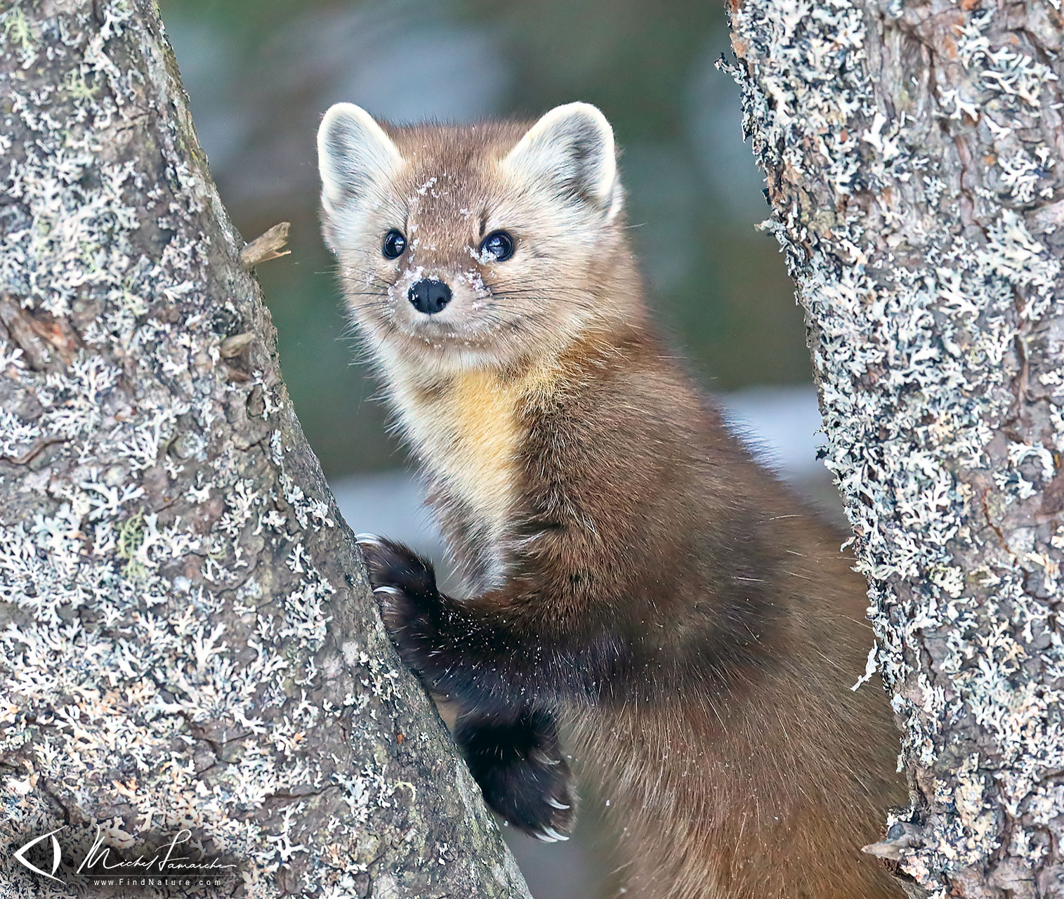FindNature.com - Photos - Martre d'Amérique, American marten