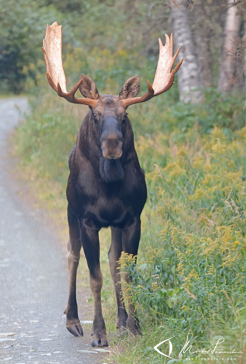 FindNature.com - Photos - Orignal, Canadian moose - Michel Lamarche