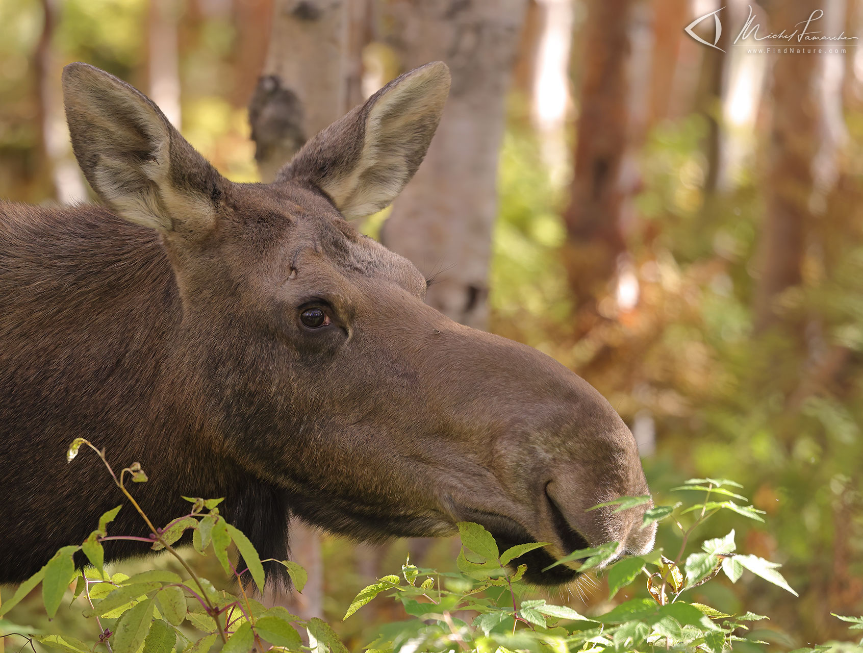 FindNature.com - Photos - Orignal, Canadian moose - Michel Lamarche