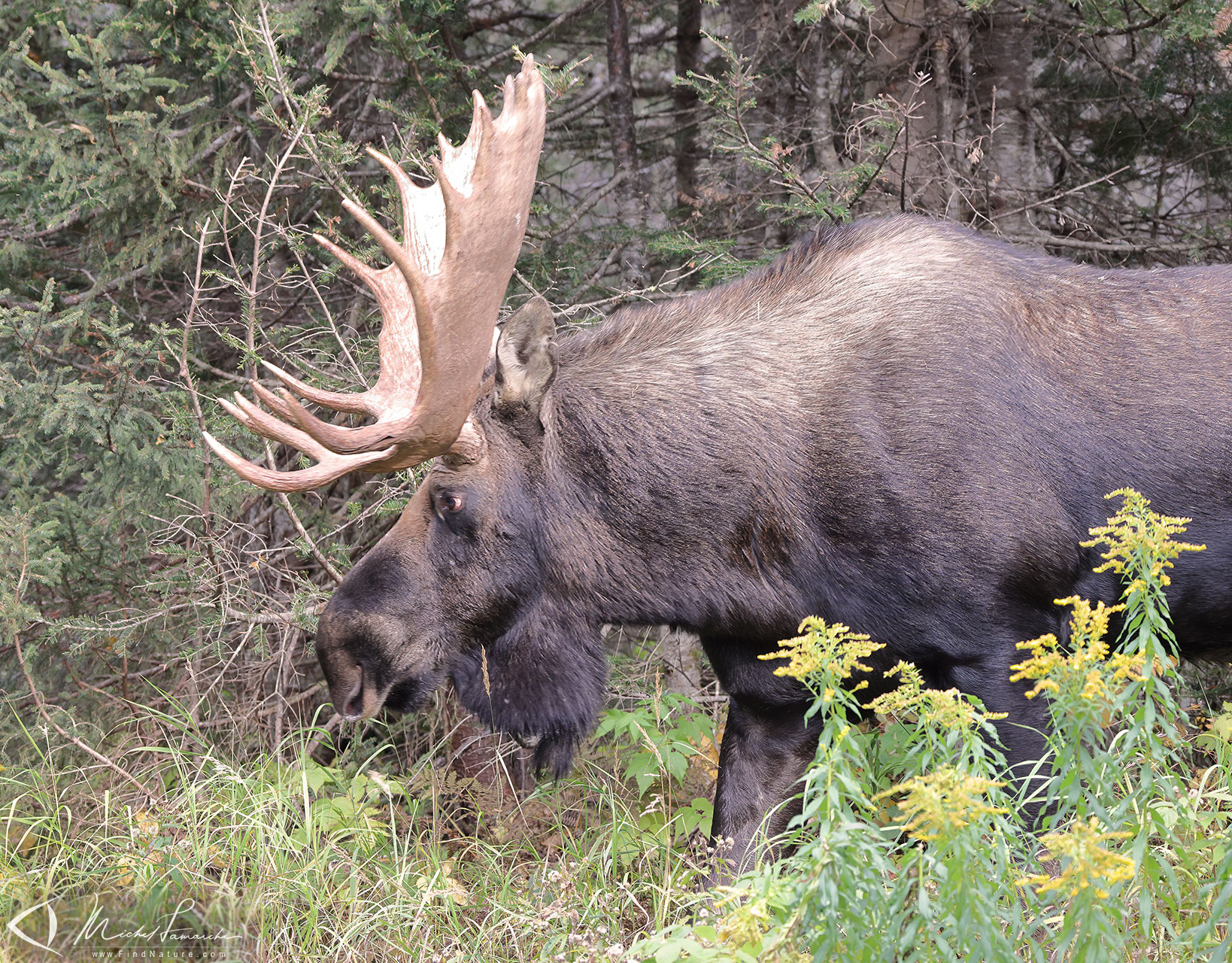 FindNature.com - Photos - Orignal, Canadian moose - Michel Lamarche