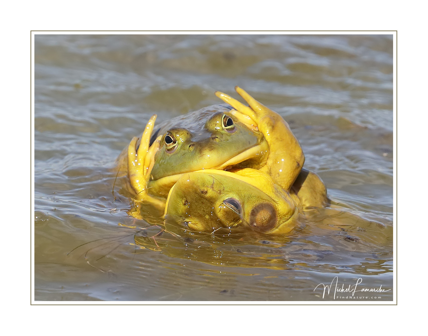 FindNature.com - Photos - Ouaouaron, Bullfrog. Par Michel Lamarche.