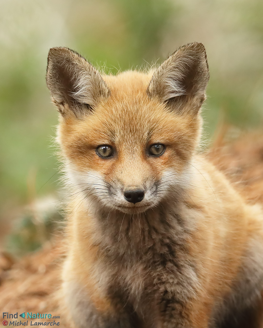 FindNature.com - Photos - Renard roux, Red fox. Par Michel Lamarche.