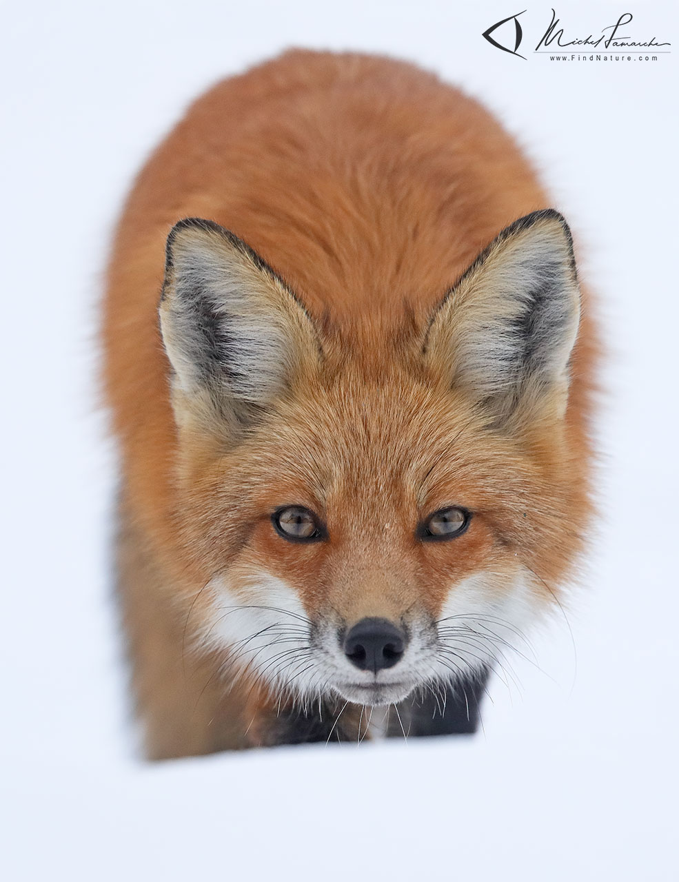FindNature.com - Photos - Renard roux, Red fox. Par Michel Lamarche.