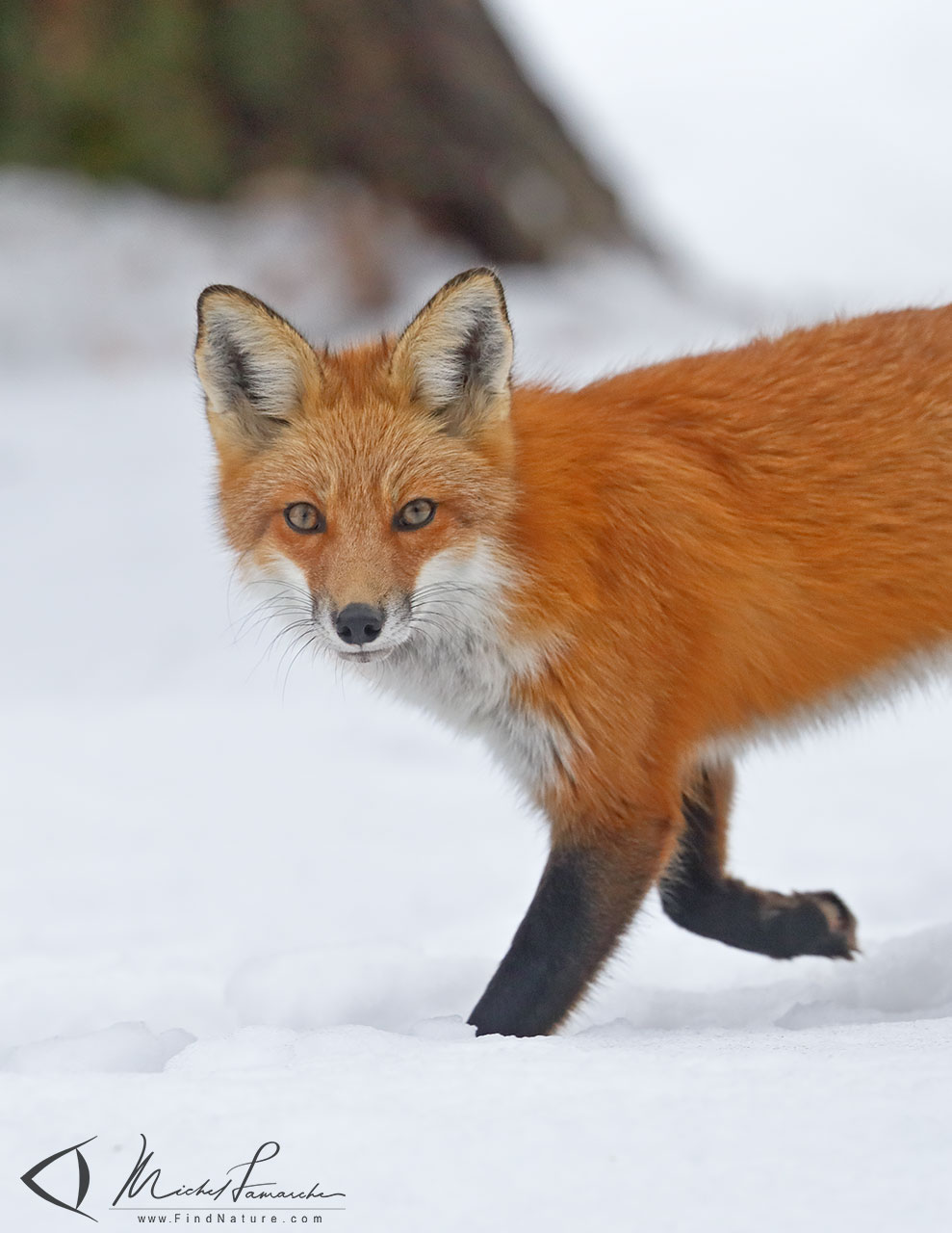 FindNature.com - Photos - Renard roux, Red fox. Par Michel Lamarche.
