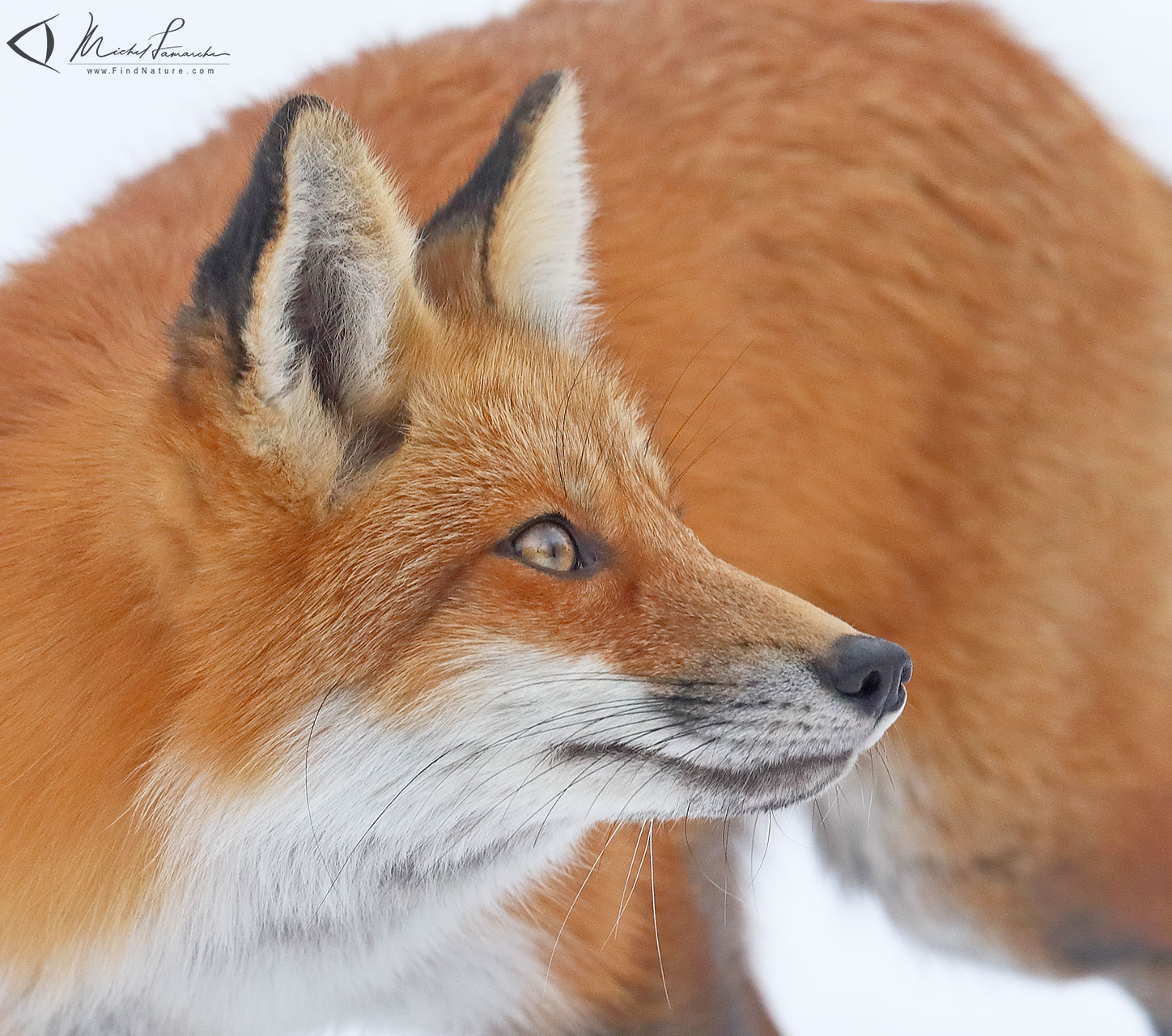 FindNature.com - Photos - Renard roux, Red fox. Par Michel Lamarche.