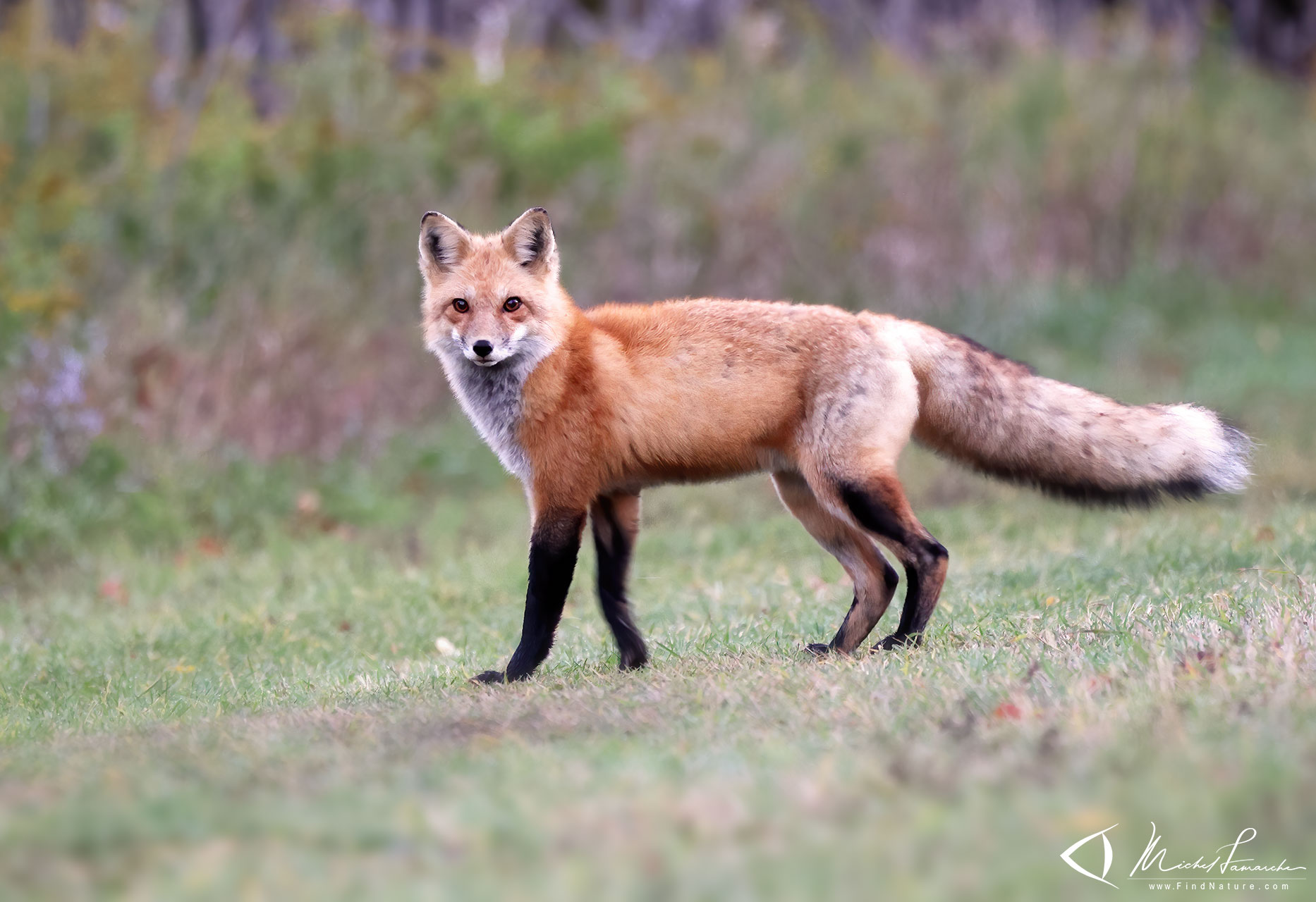 FindNature.com - Photos - Renard roux, Red fox. Par Michel Lamarche.