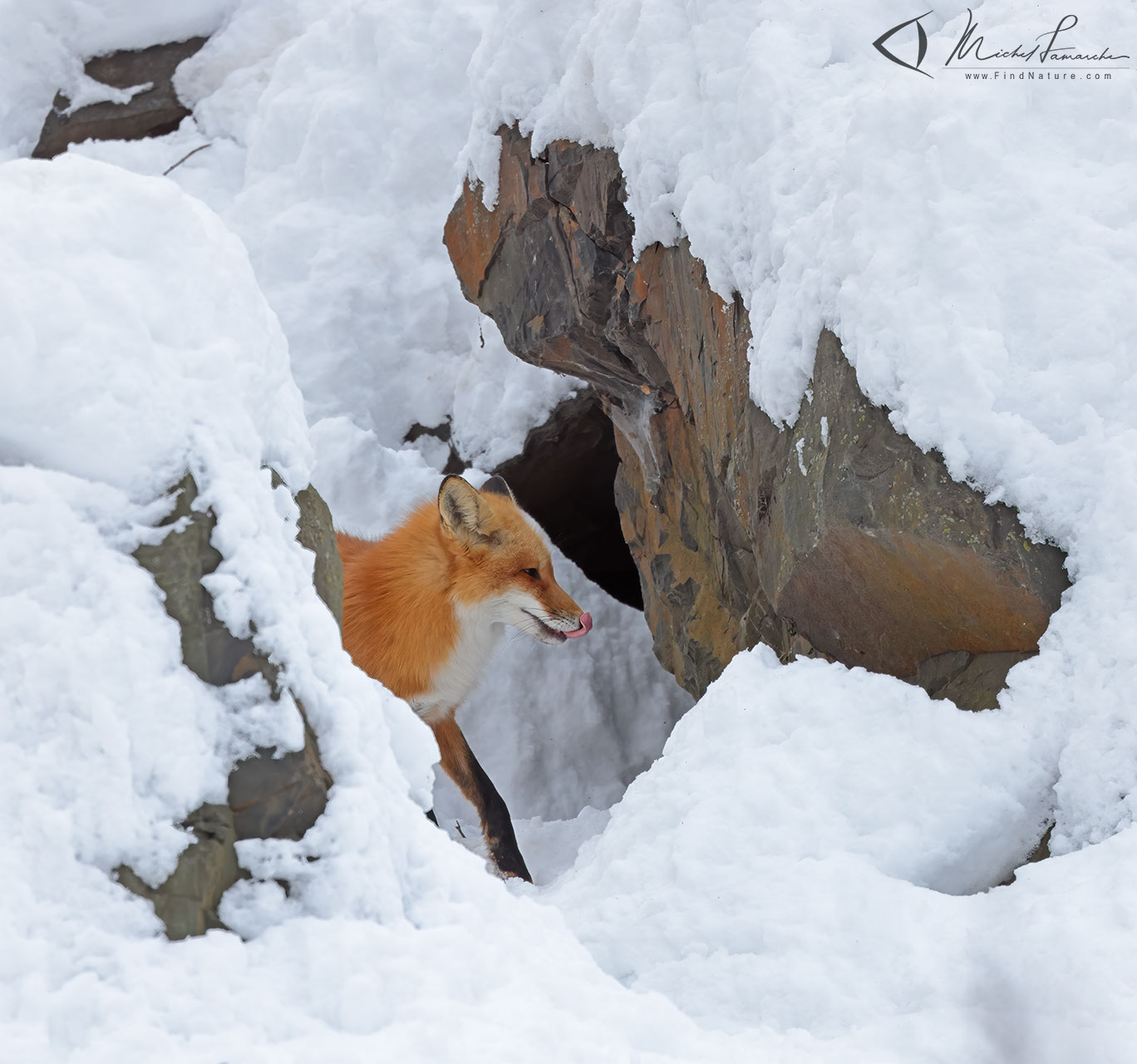 FindNature.com - Photos - Renard roux, Red fox. Par Michel Lamarche.