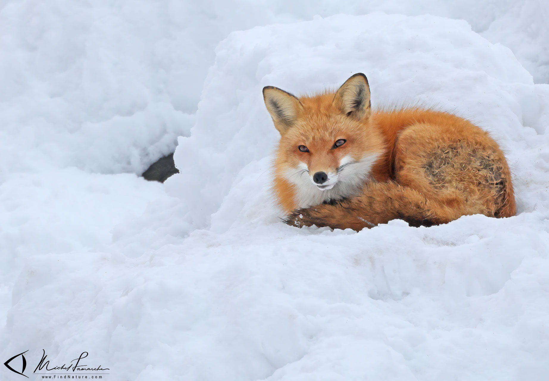 FindNature.com - Photos - Renard roux, Red fox. Par Michel Lamarche.