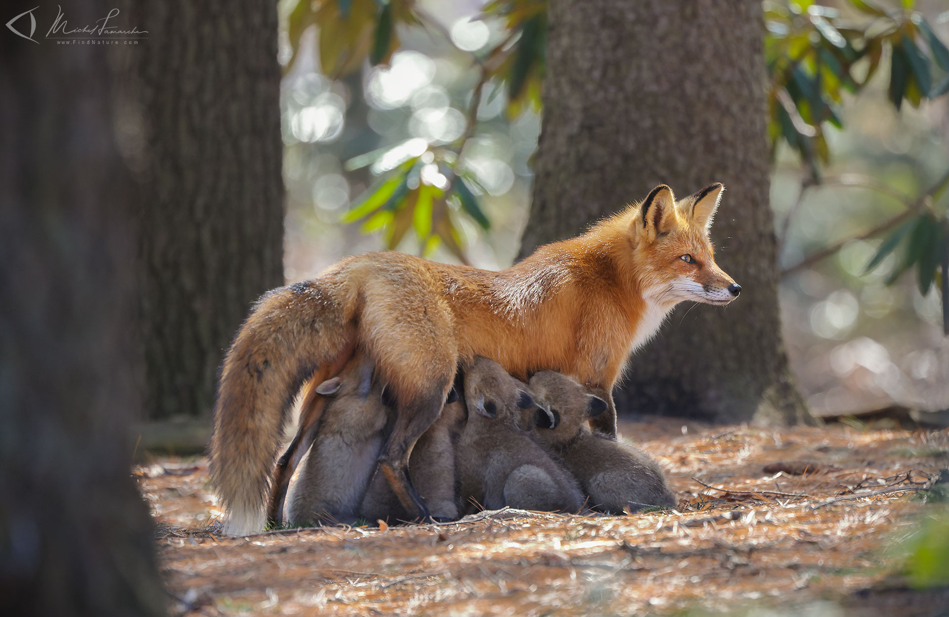 FindNature.com - Photos - Renard roux, Red fox. Par Michel Lamarche.