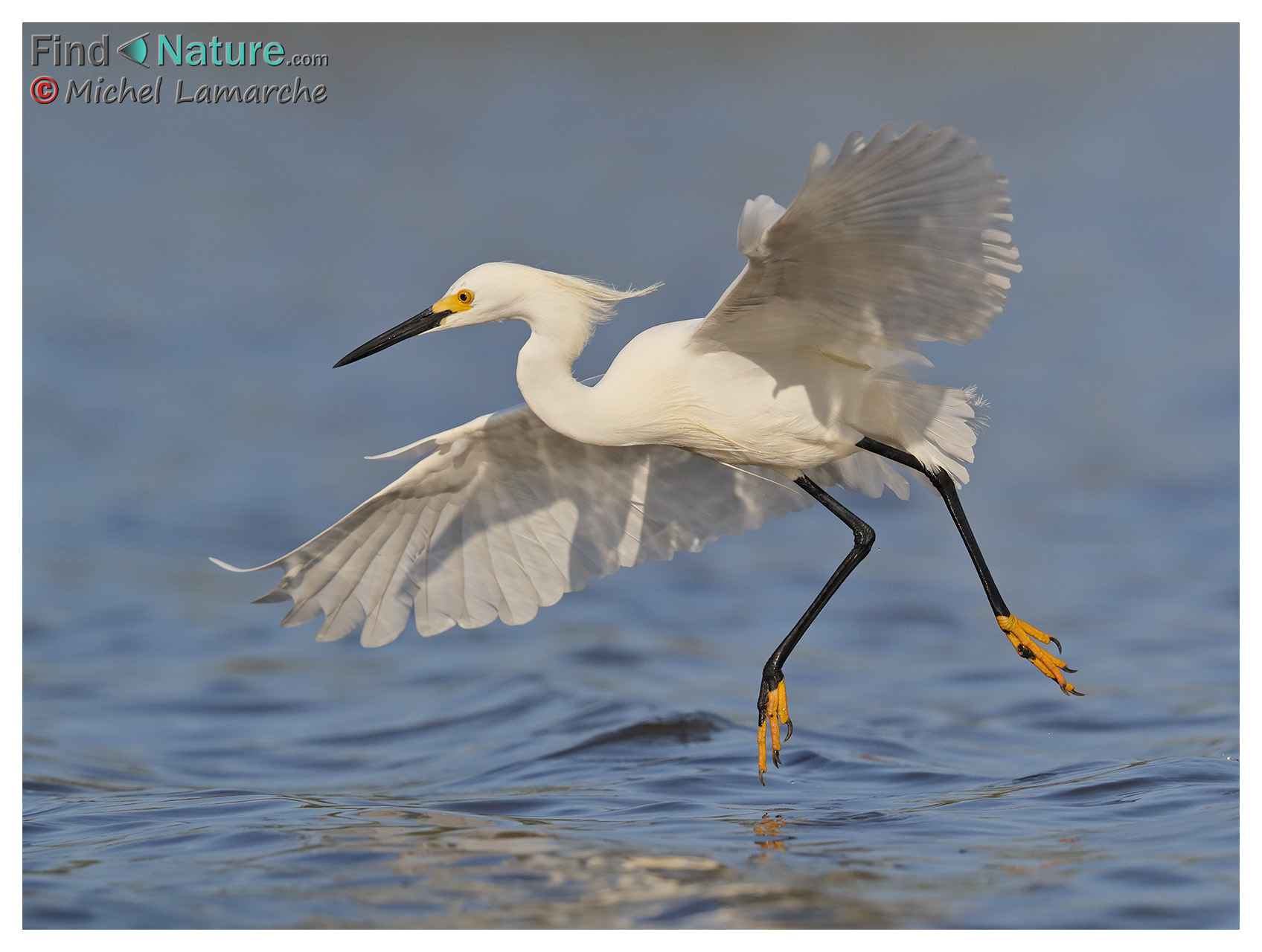 FindNature.com - Photos - Aigrette neigeuse, Snowy Egret, Egretta thula ...