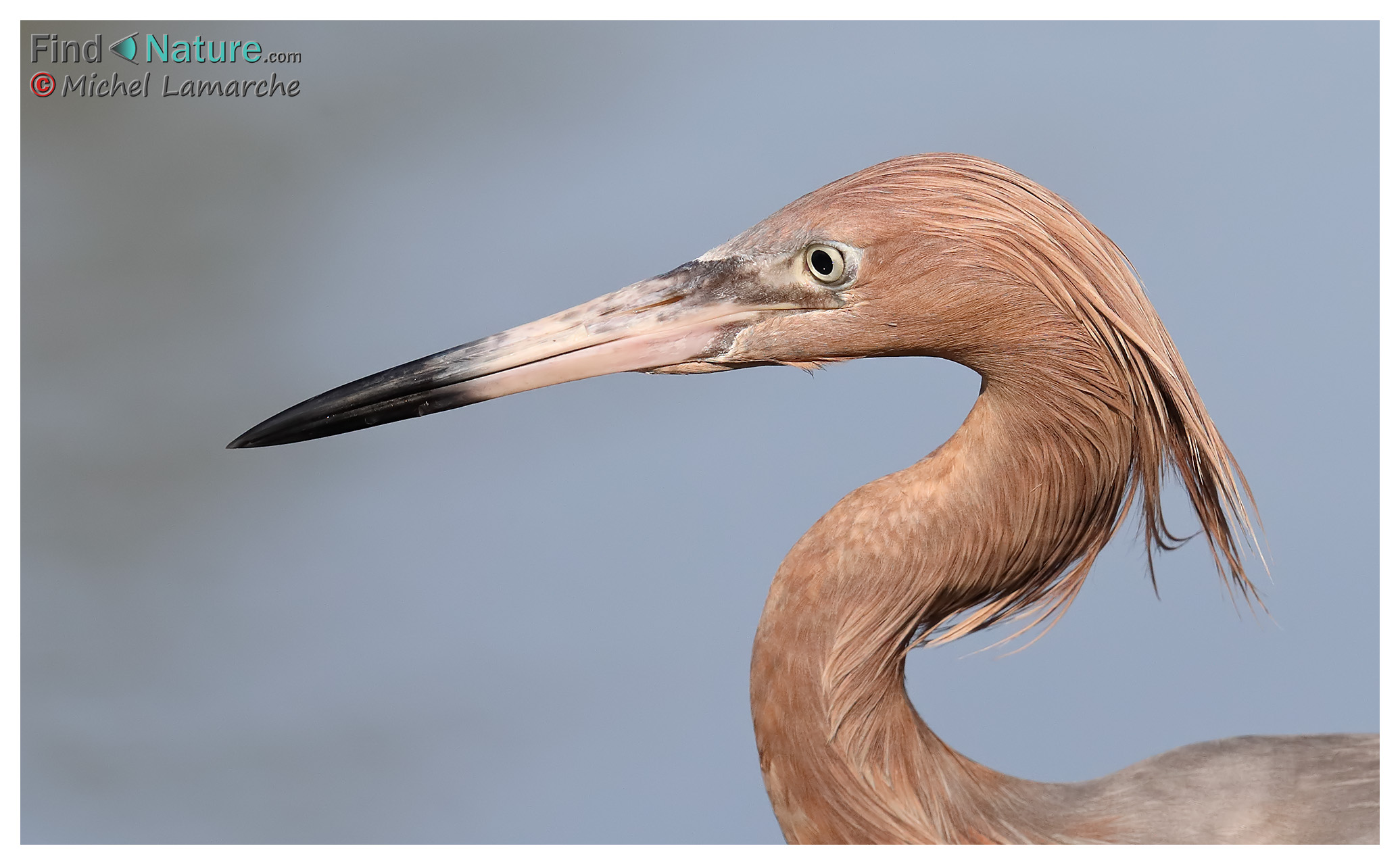 FindNature.com - Photos - Aigrette roussâtre, Reddish Egret, Egretta ...