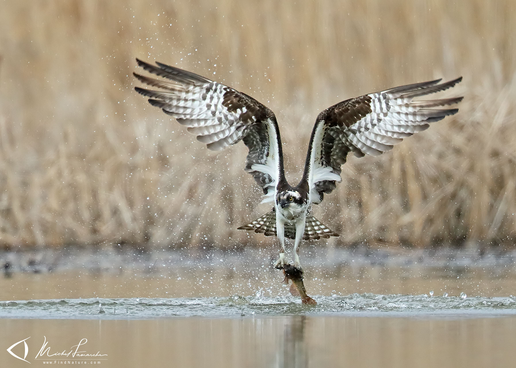 FindNature.com - Photos - Balbuzard pêcheur, Osprey, Pandion haliaetus ...