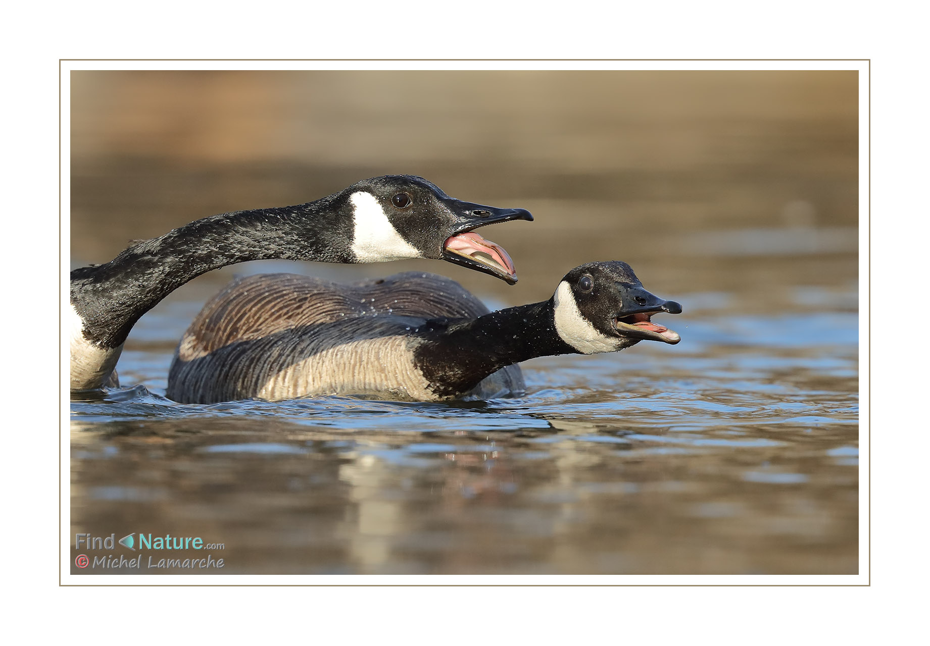FindNature.com - Photos - Bernache du Canada, Canada Goose, Branta ...