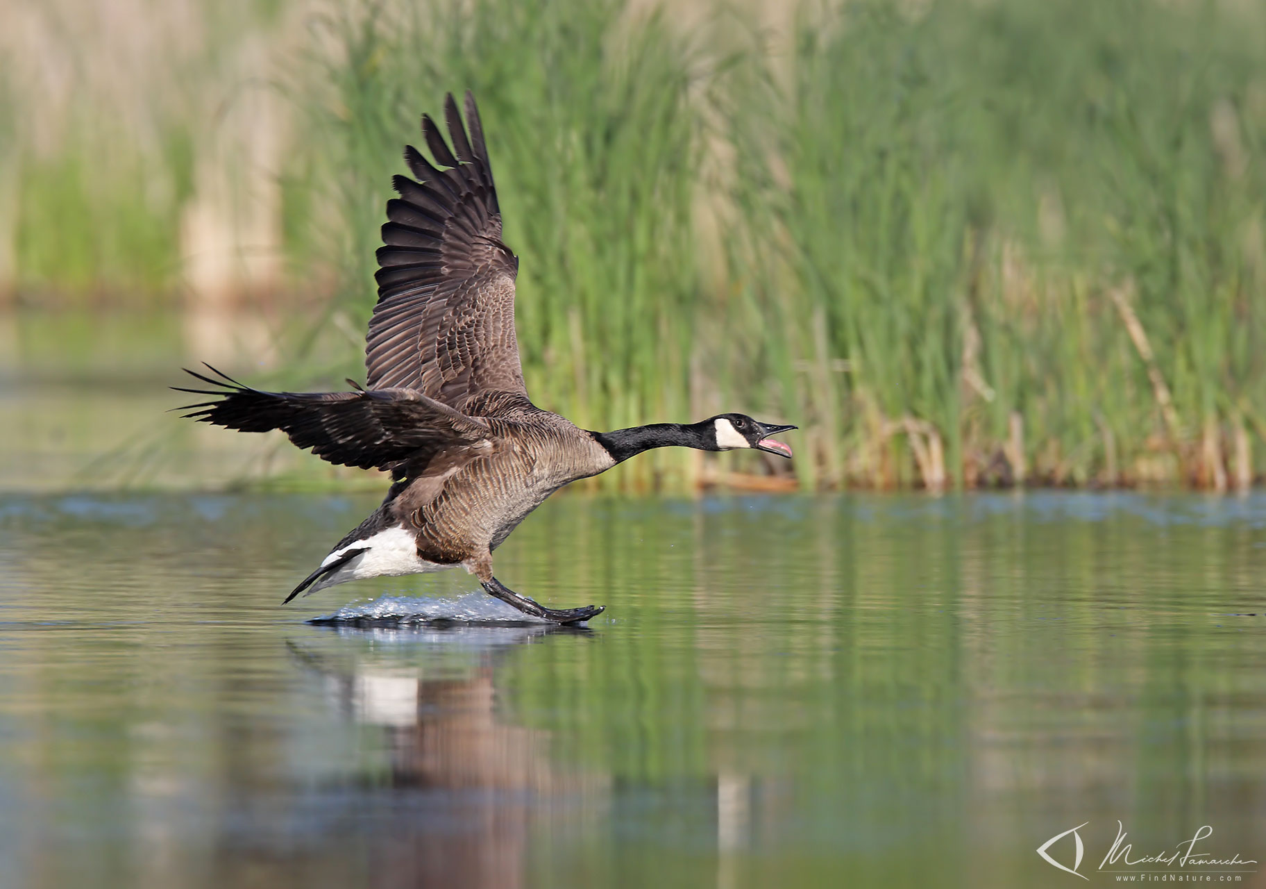 FindNature.com - Photos - Bernache du Canada, Canada Goose, Branta ...