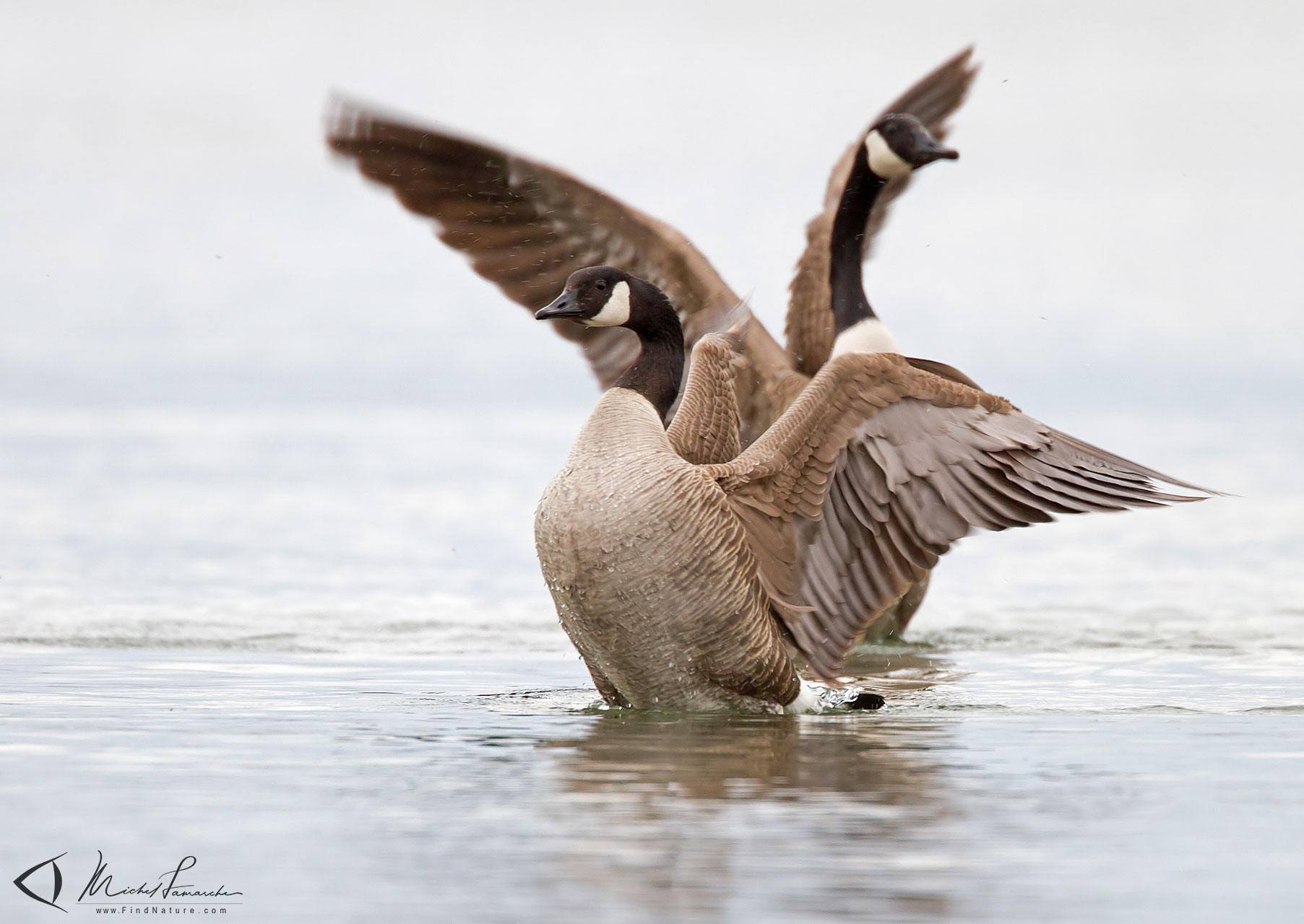 FindNature.com - Photos - Bernache du Canada, Canada Goose, Branta ...