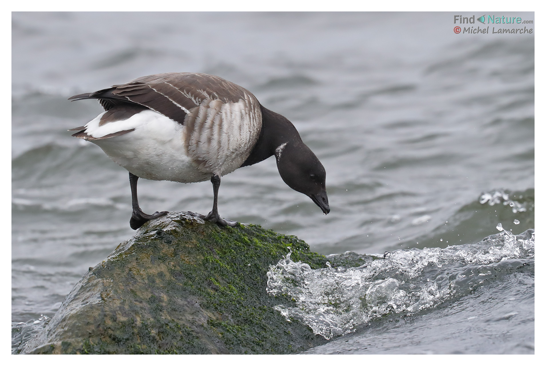 FindNature.com - Photos - Bernache cravant, Brant, Branta bernicla