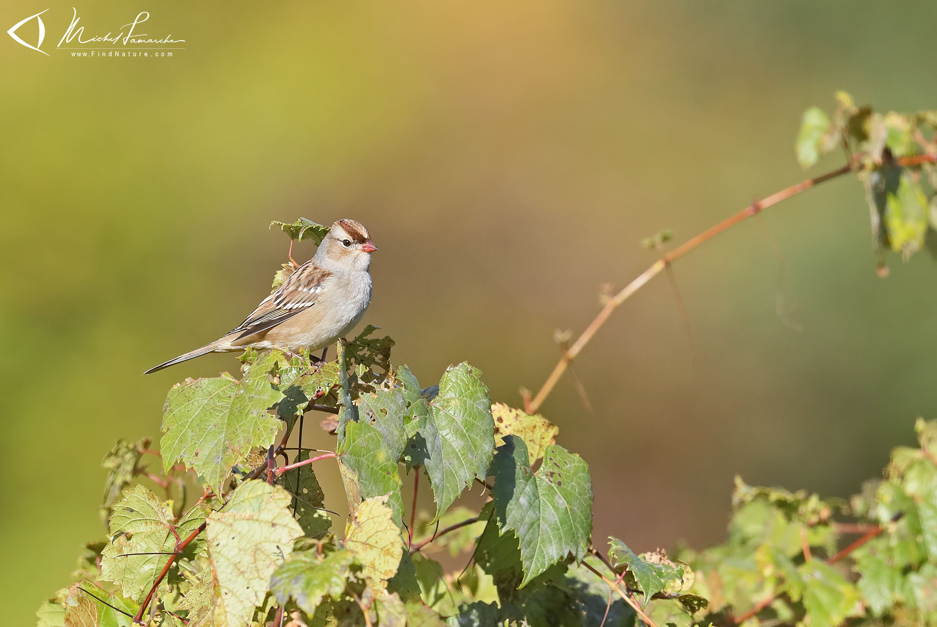 FindNature.com - Photos - Bruant à couronne blanche, White-crowned ...