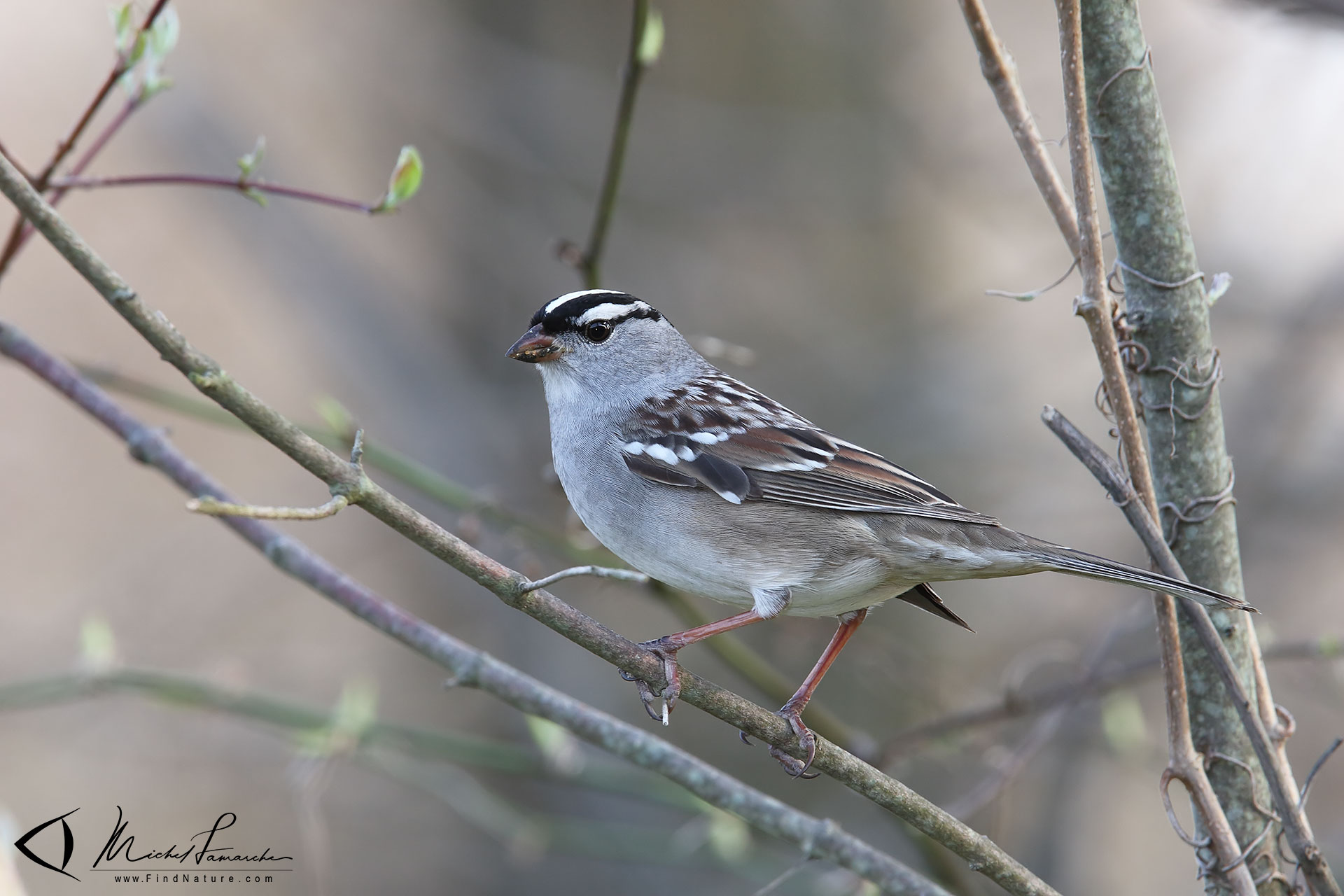 FindNature.com - Photos - Bruant à couronne blanche, White-crowned ...