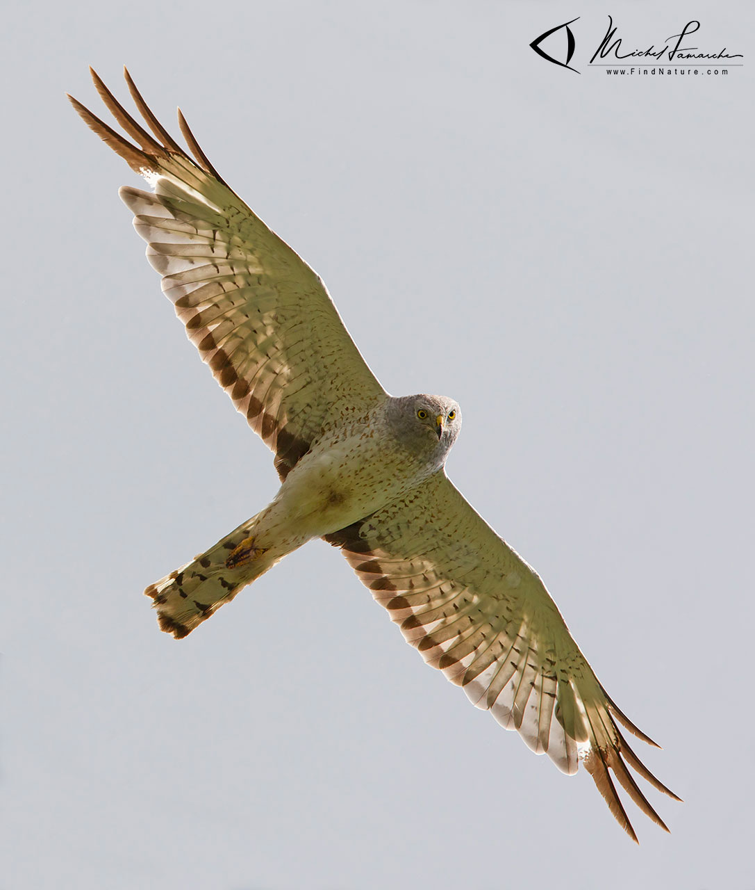 FindNature.com - Photos - Busard des marais, Northern Harrier, Circus ...