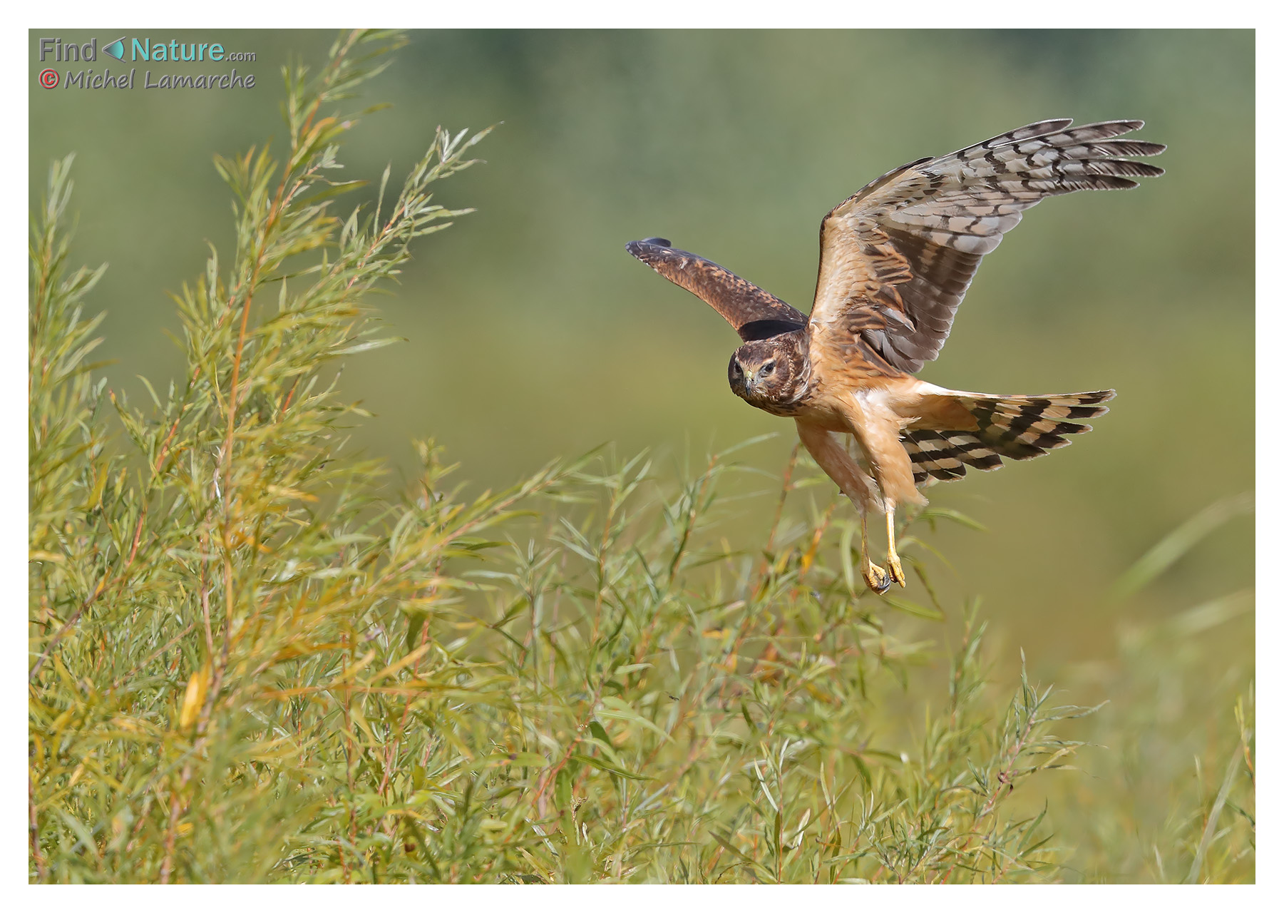 FindNature.com - Photos - Busard des marais, Northern Harrier, Circus ...