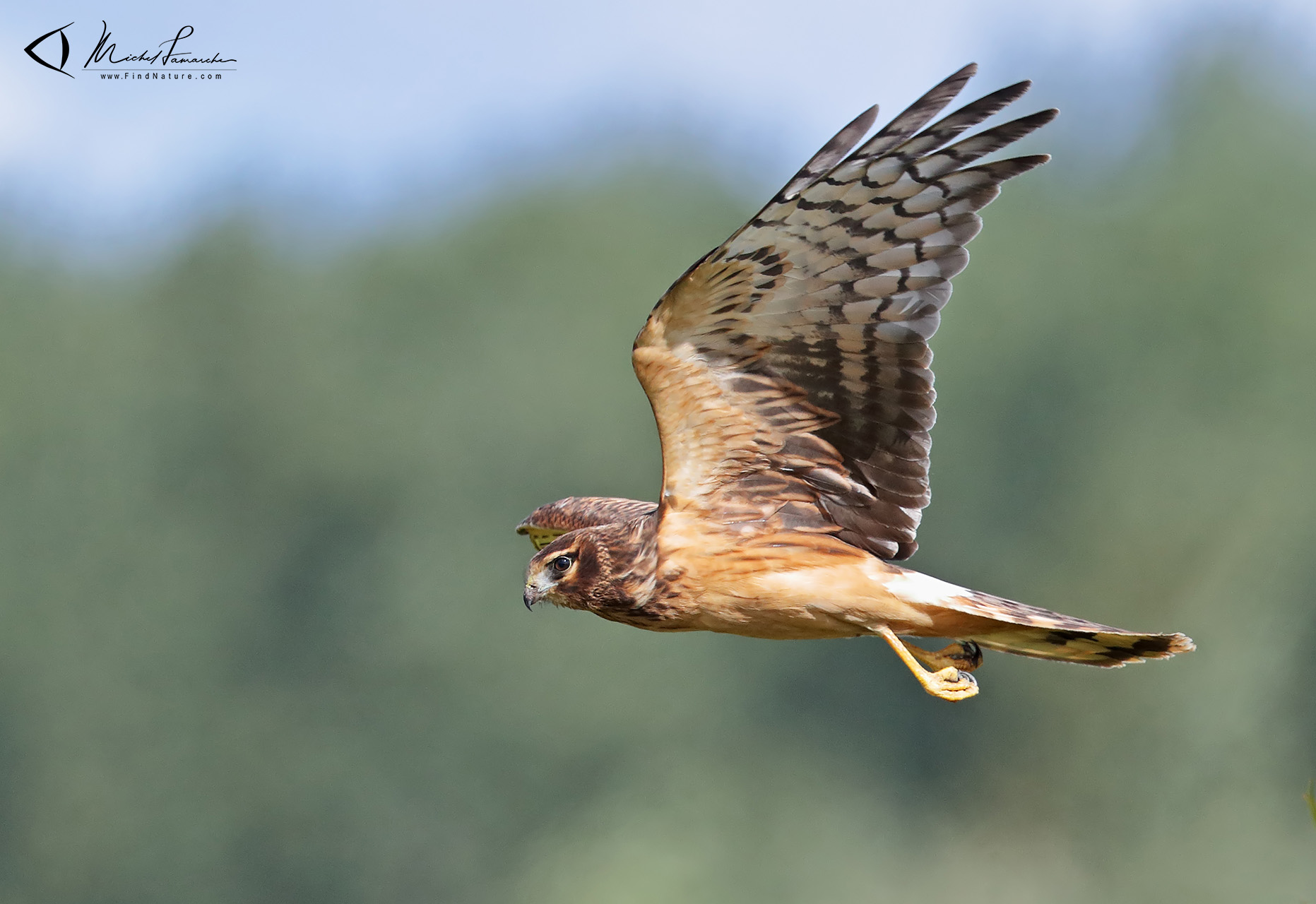 FindNature.com - Photos - Busard des marais, Northern Harrier, Circus ...
