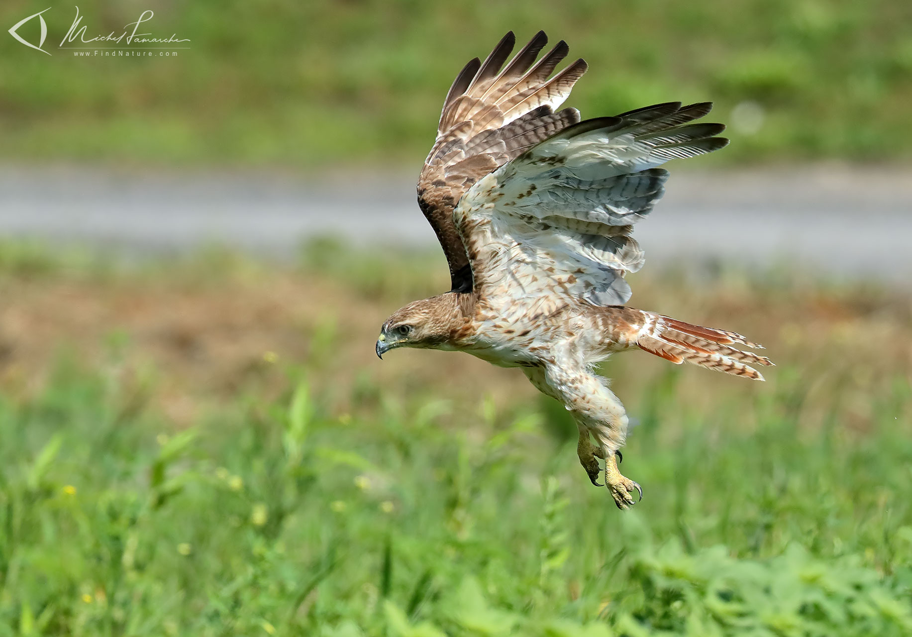 FindNature.com - Photos - Buse à queue rousse, Red-tailed Hawk, Buteo jamaicensis - Michel Lamarche.