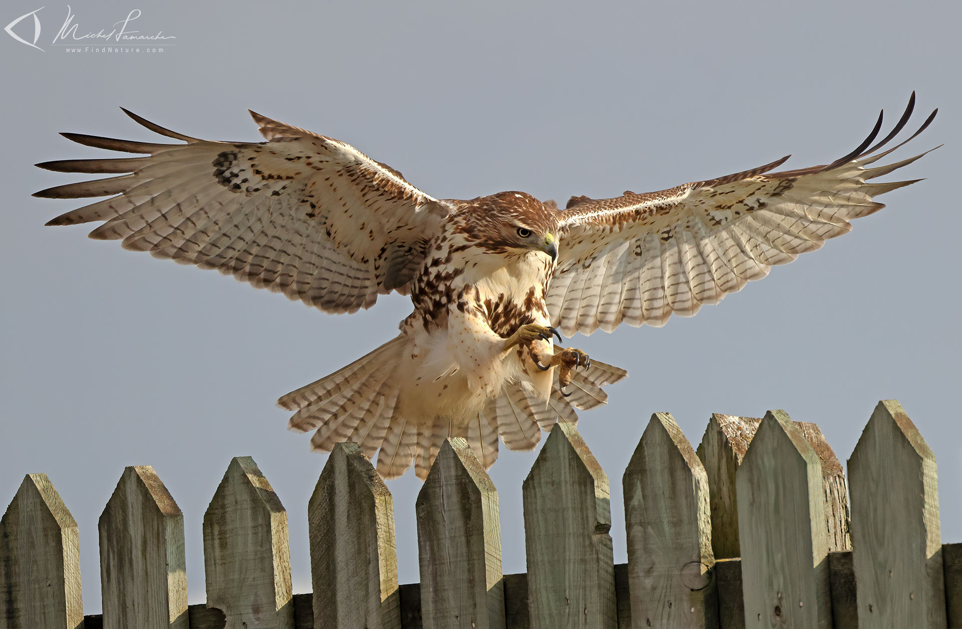 FindNature.com - Photos - Buse à queue rousse, Red-tailed Hawk, Buteo jamaicensis - Michel Lamarche.