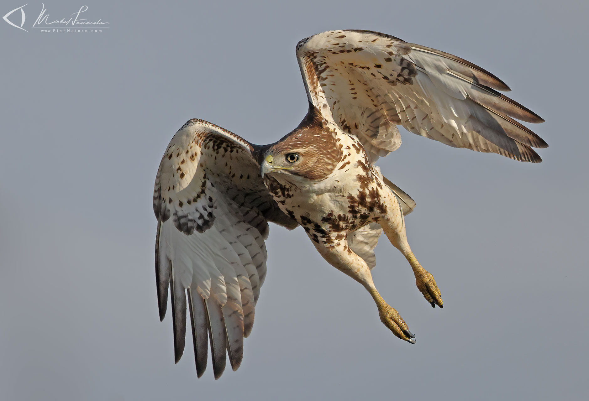 FindNature.com - Photos - Buse à queue rousse, Red-tailed Hawk, Buteo ...