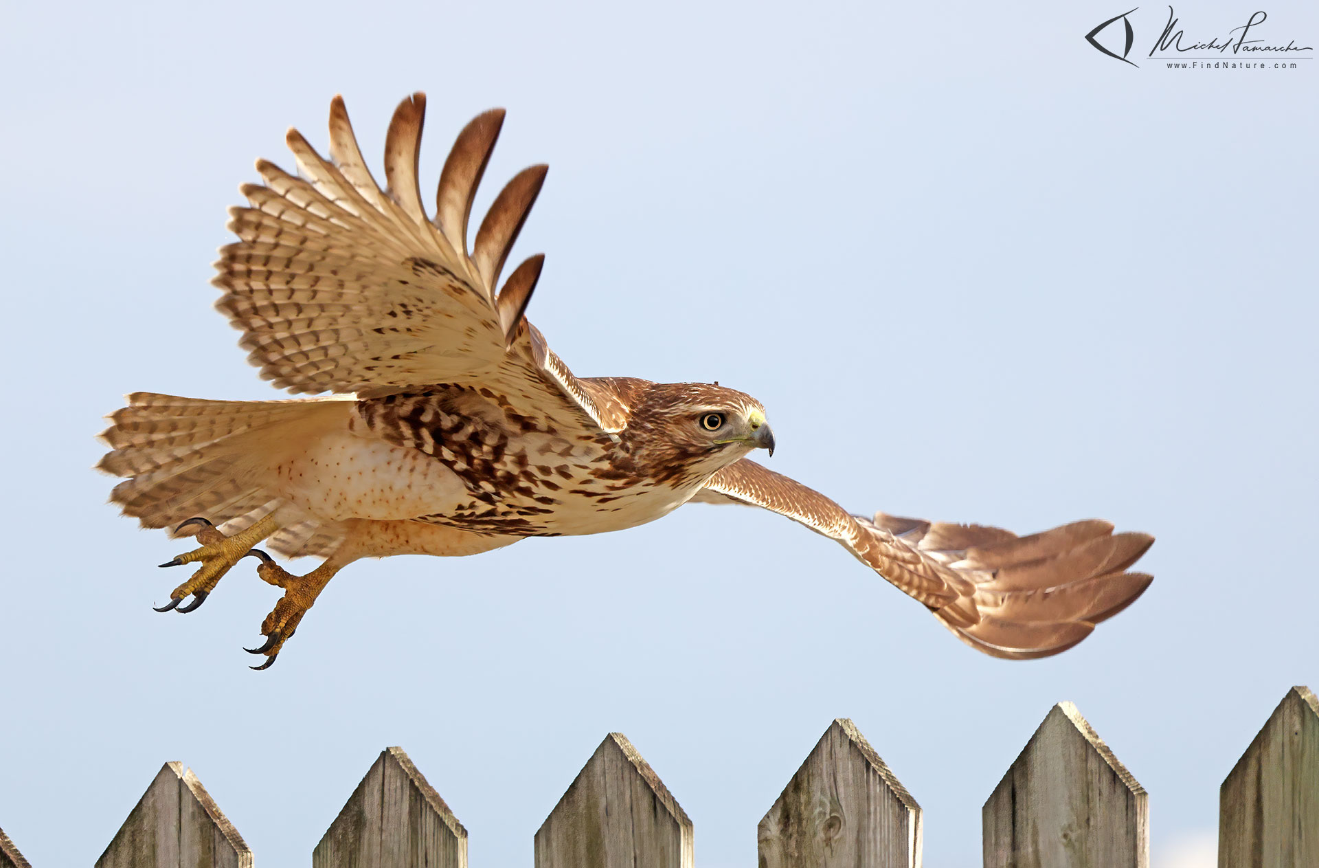 FindNature.com - Photos - Buse à queue rousse, Red-tailed Hawk, Buteo jamaicensis - Michel Lamarche.