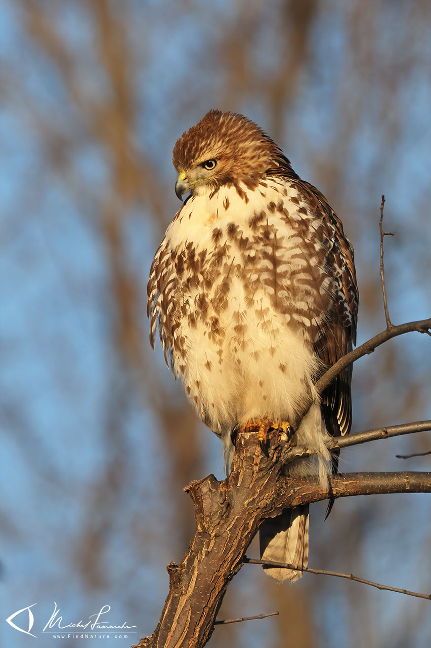 FindNature.com - Photos - Buse à queue rousse, Red-tailed Hawk, Buteo ...