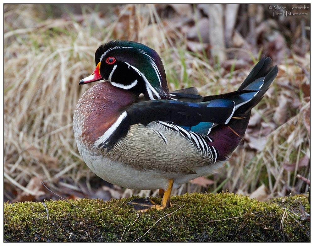 FindNature.com - Photos - Canard branchu, Wood Duck, Aix sponsa