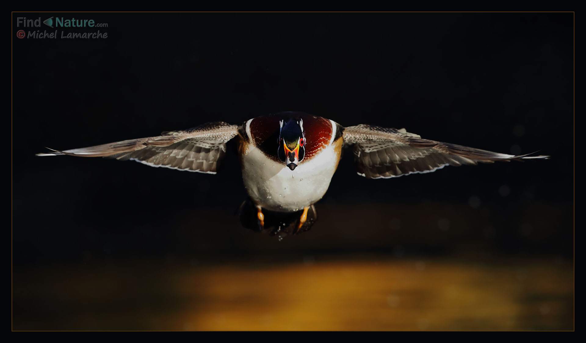 FindNature.com - Photos - Canard branchu, Wood Duck, Aix sponsa