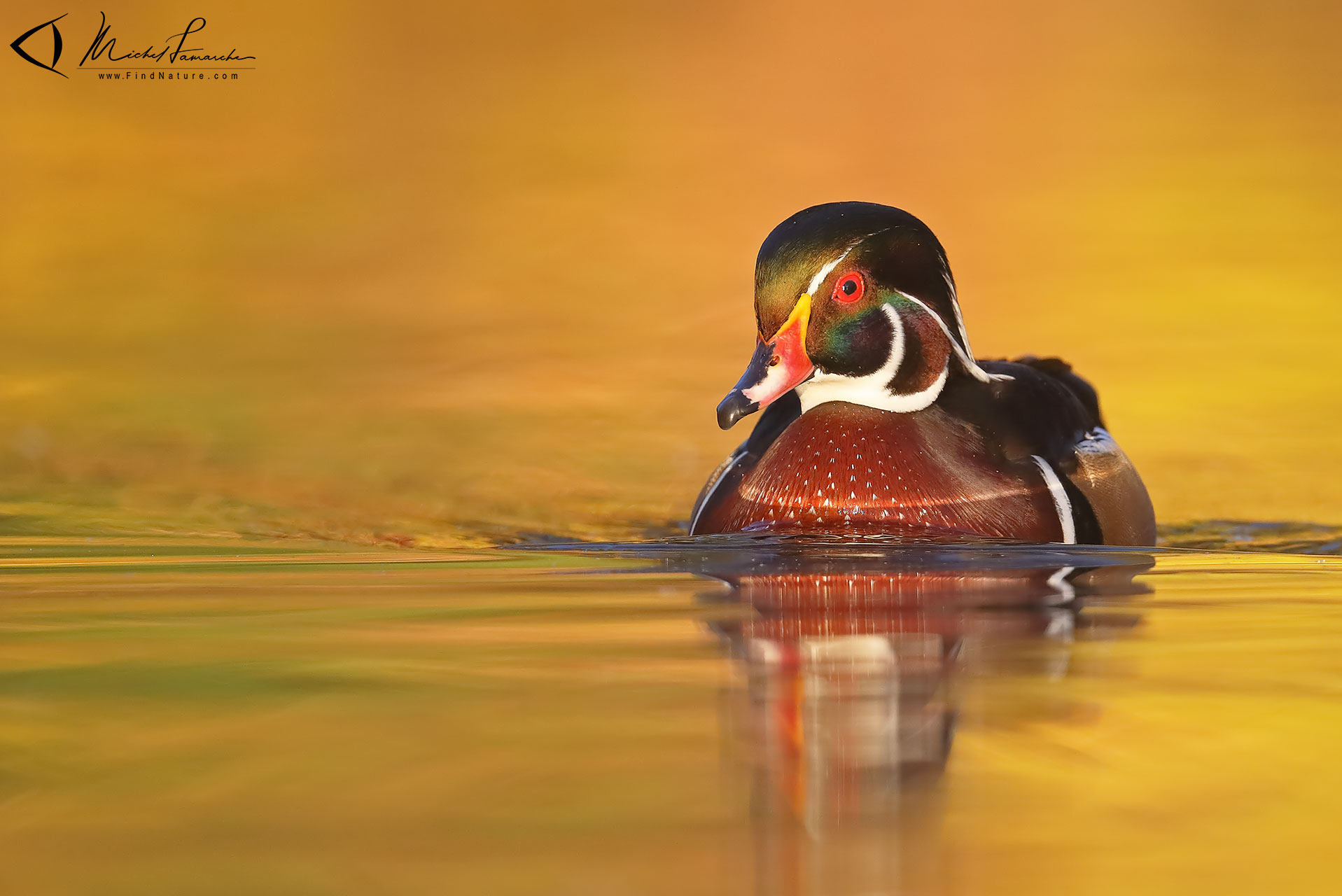 FindNature.com - Photos - Canard branchu, Wood Duck, Aix sponsa