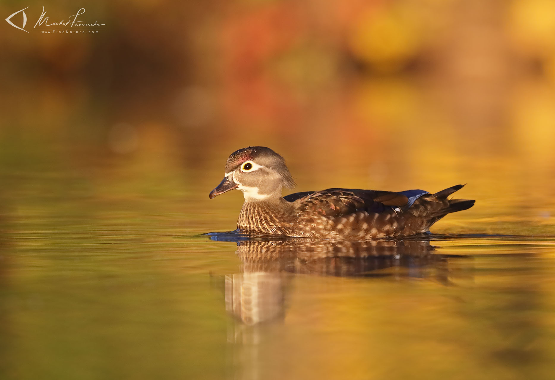 FindNature.com - Photos - Canard branchu, Wood Duck, Aix sponsa