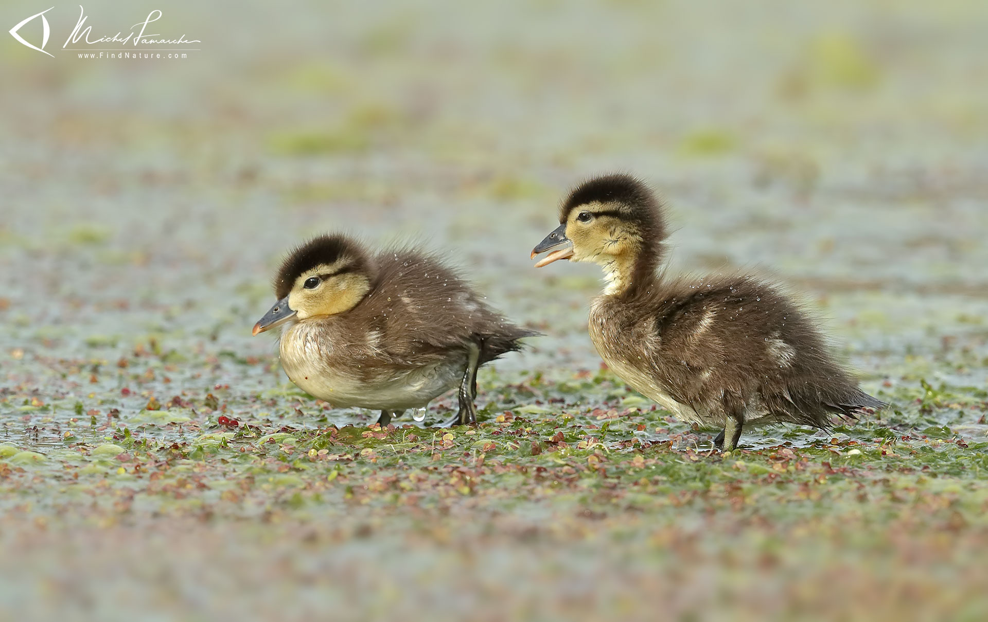 FindNature.com - Photos - Canard branchu, Wood Duck, Aix sponsa